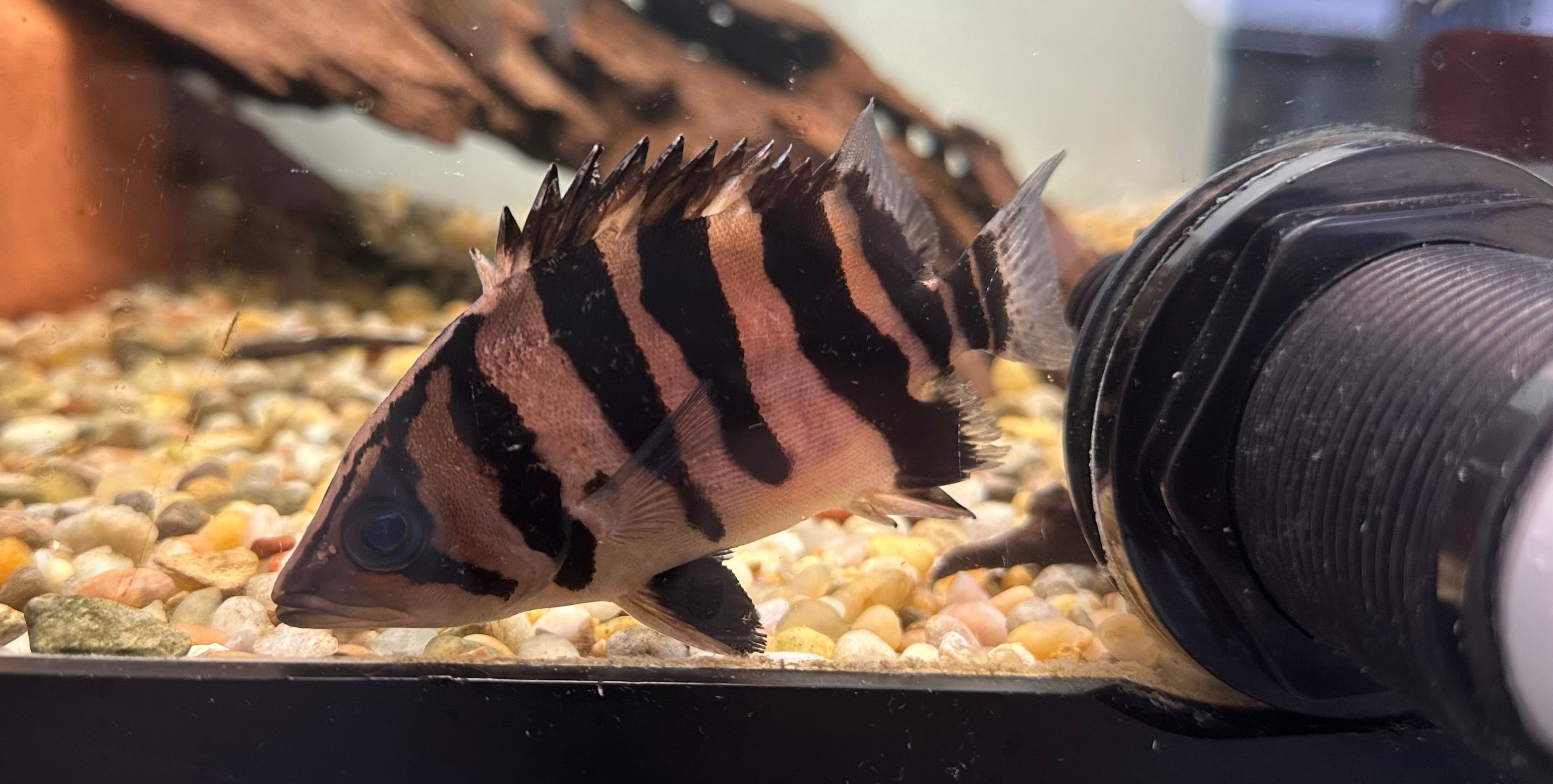 4 Bar Indo Datnoid (4”) – Global Fish Co.