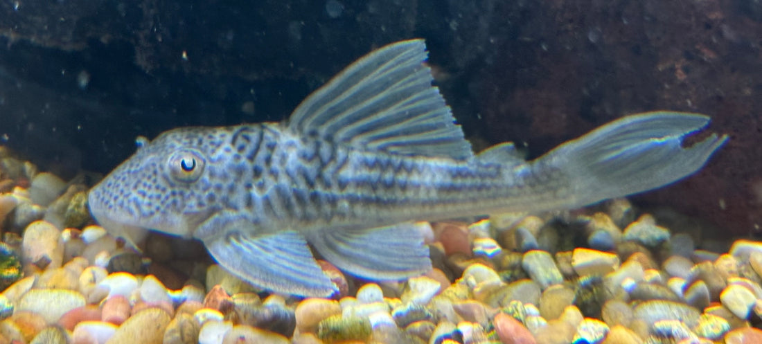 Plecos – Global Fish Co.