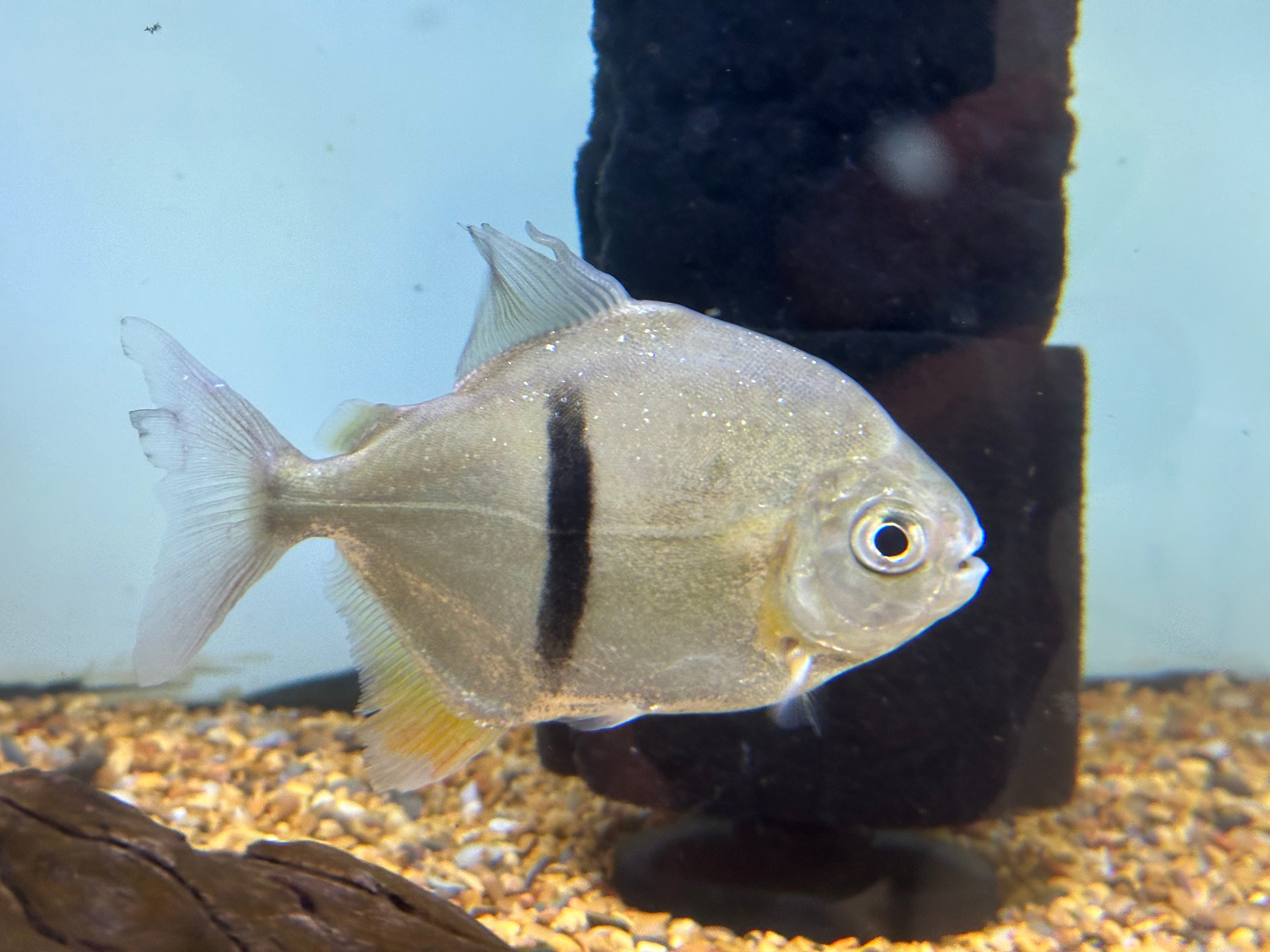 XL Thinbar Silver Dollar (6”) – Global Fish Co.