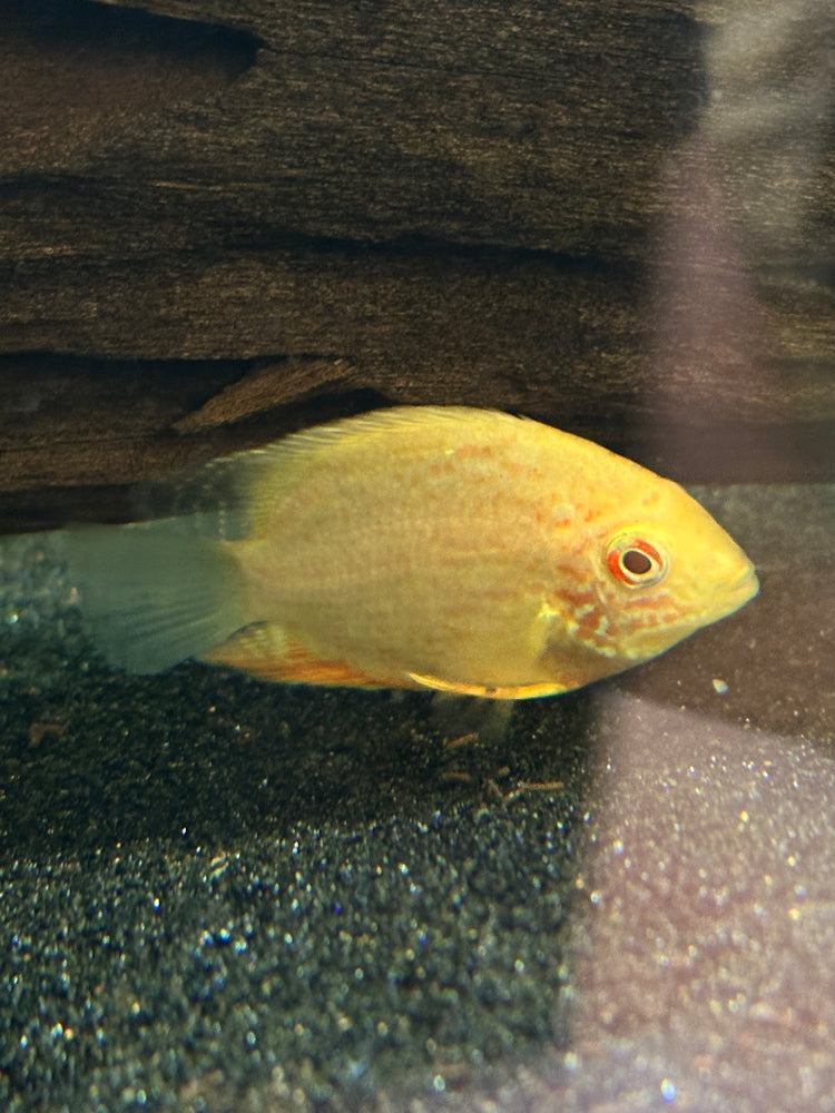 Cichlids – Global Fish Co.
