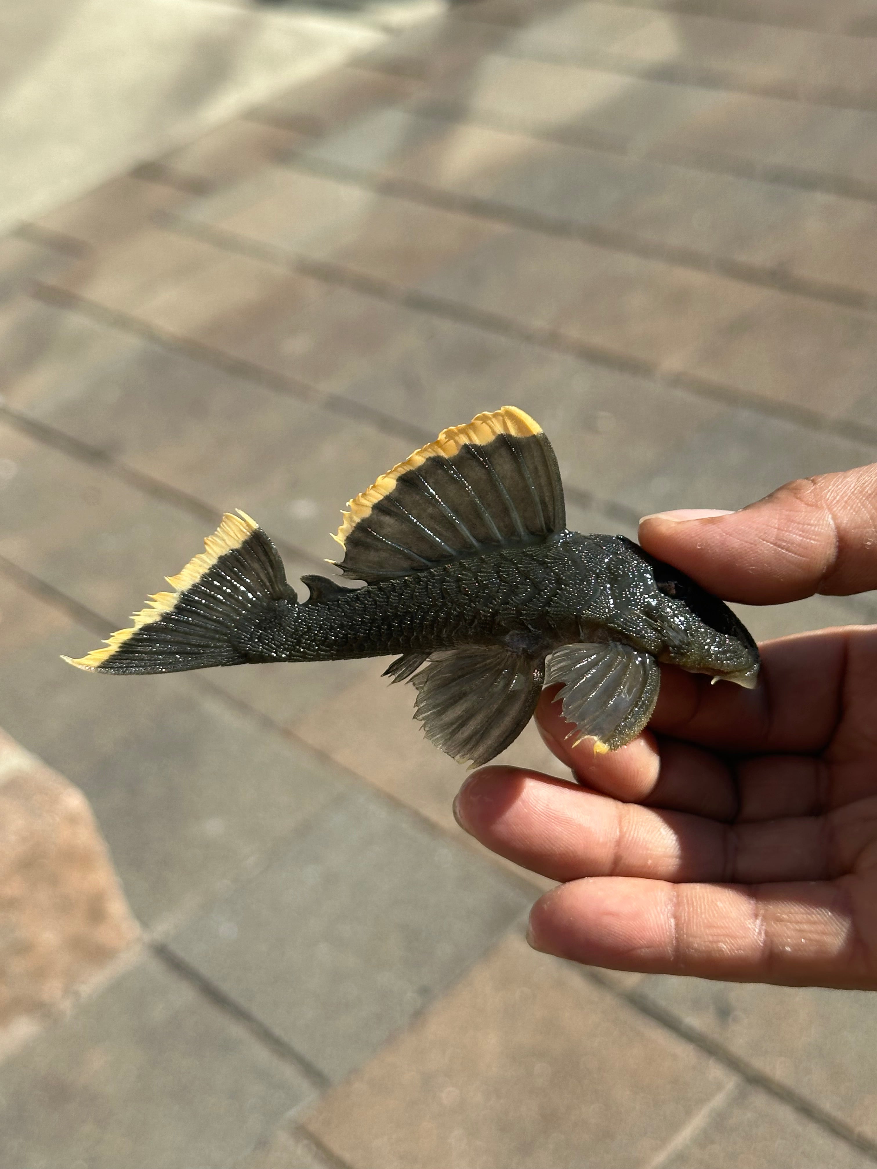 L047 Mango Pleco (4-4.5”) – Global Fish Co.