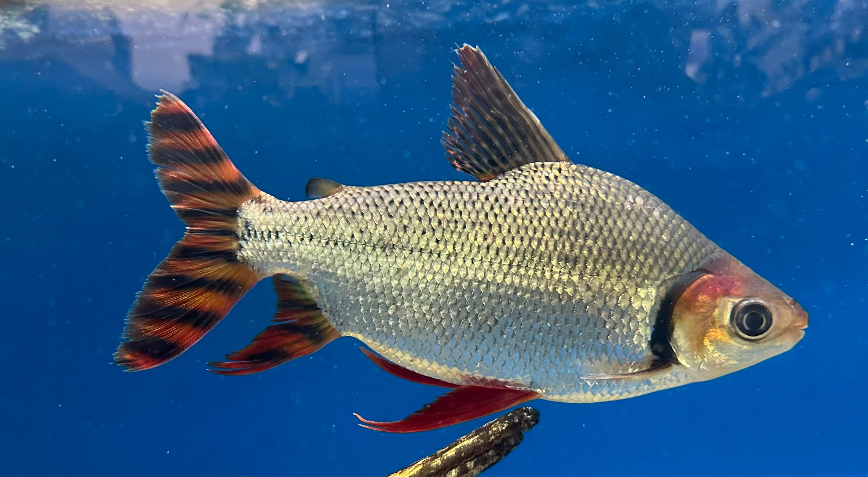 XL Flagtail prochilodus (11-12”) – Global Fish Co.