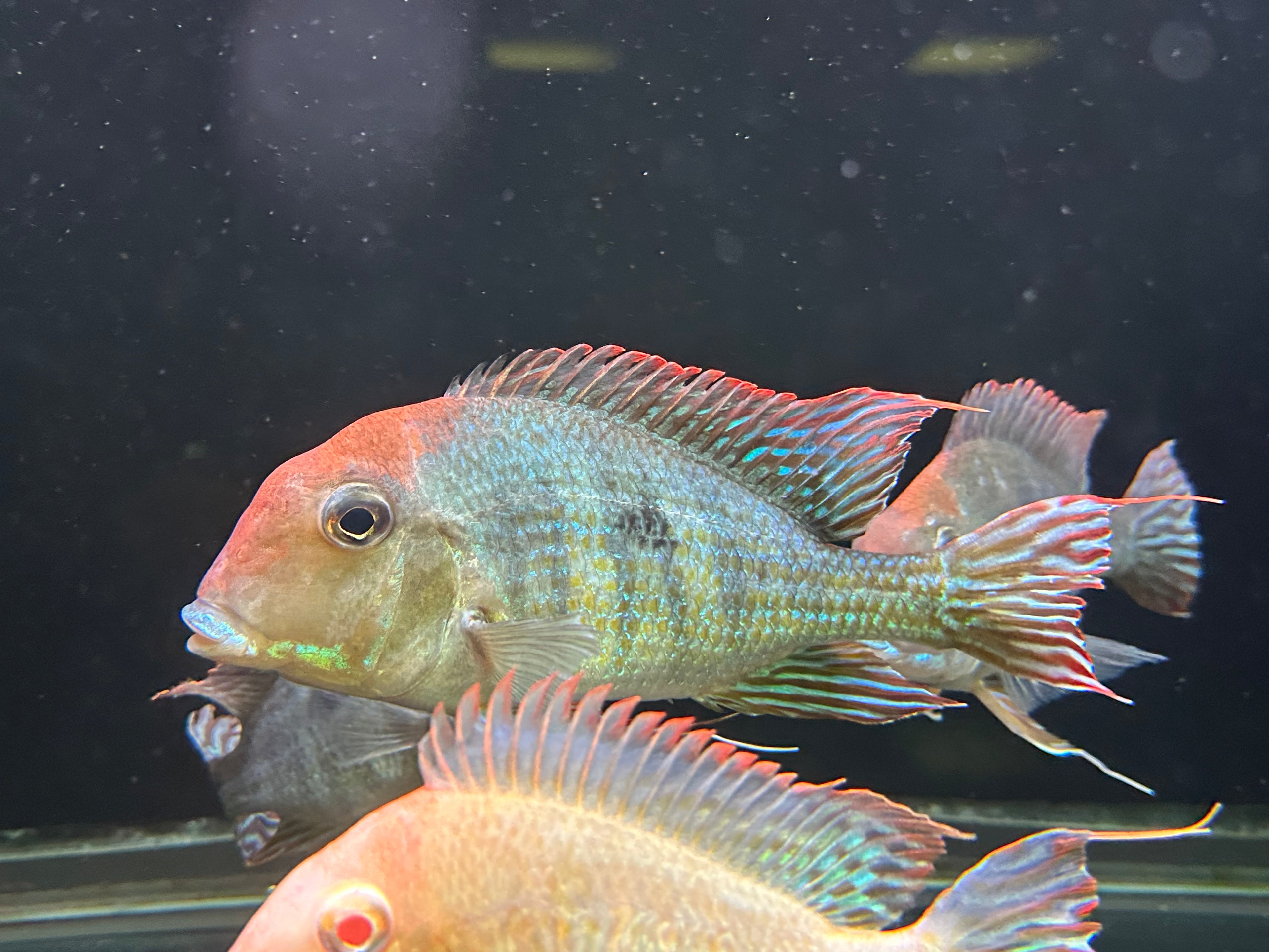 Jumbo Red Head Tapajos Geophagus (6-7”) – Global Fish Co.