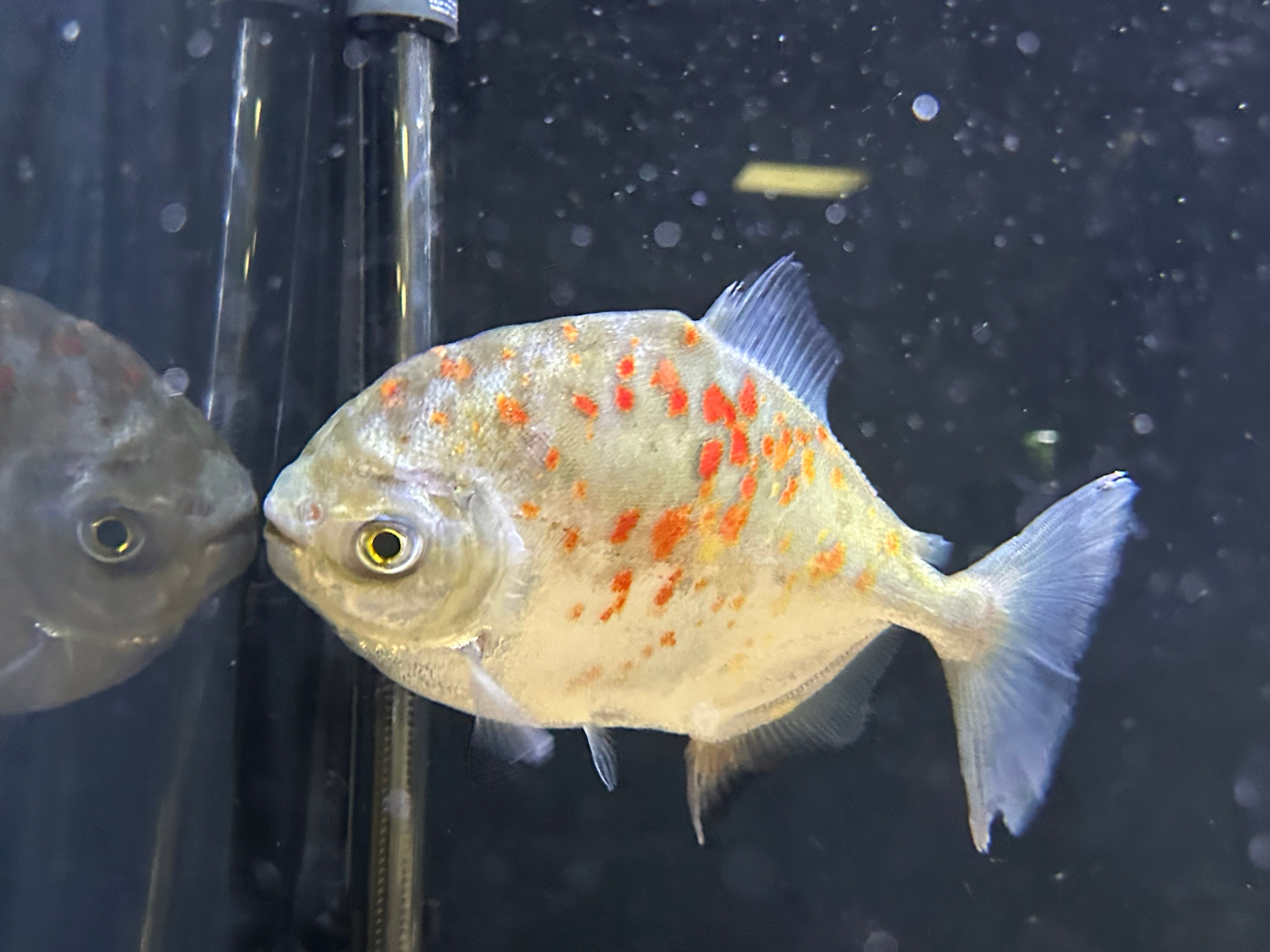 Jumbo Ruby Red Hook Silver Dollar (9”) – Global Fish Co.
