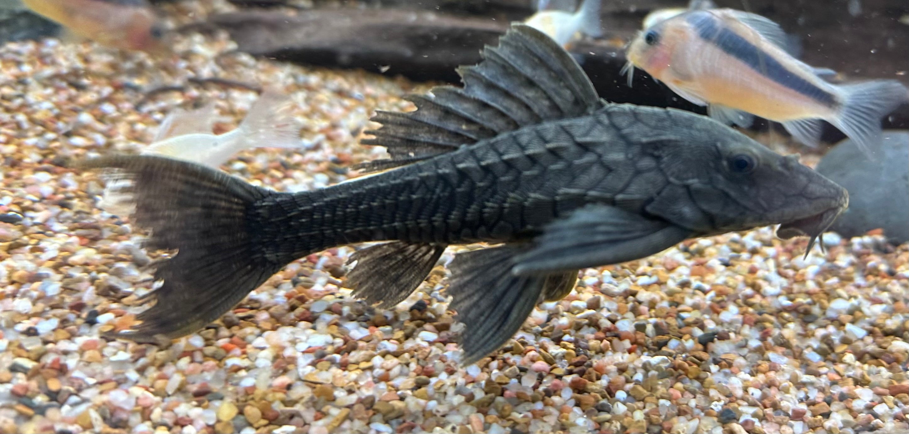 L152 Pinecone Pleco (4”) – Global Fish Co.