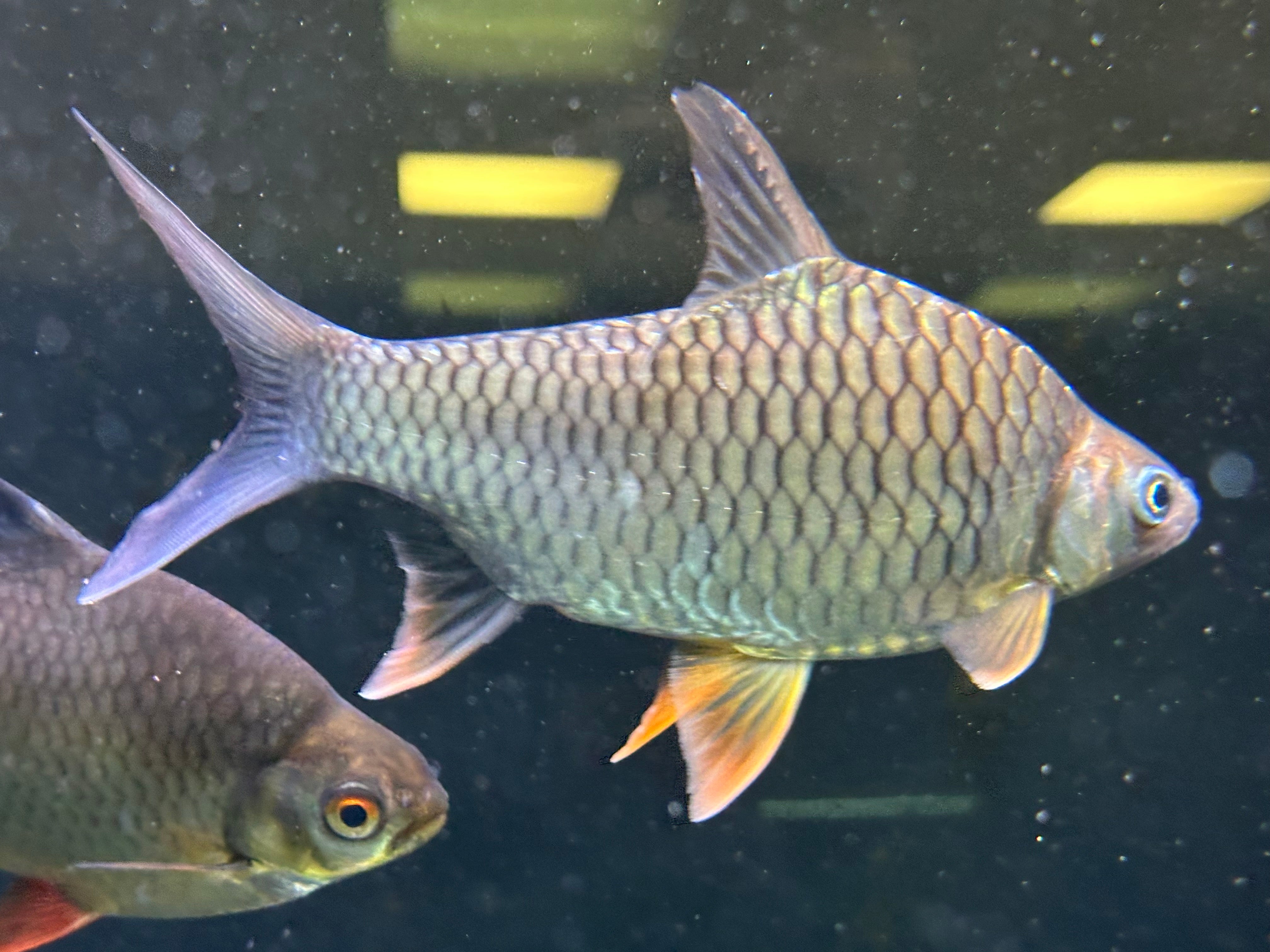 XL Lemon Barb (8”) – Global Fish Co.