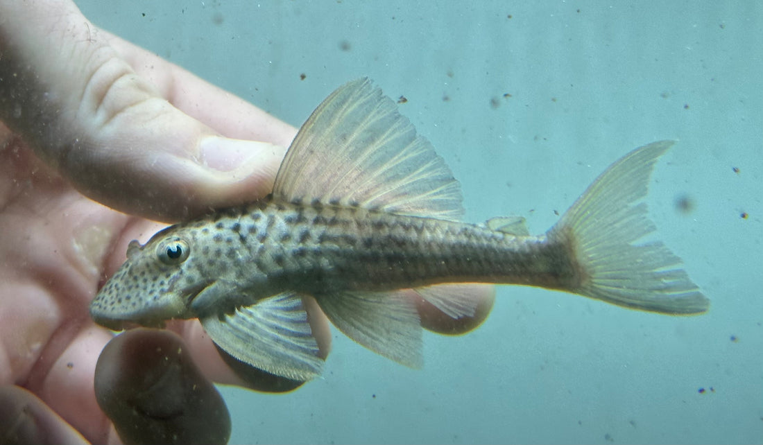 Plecos – Global Fish Co.