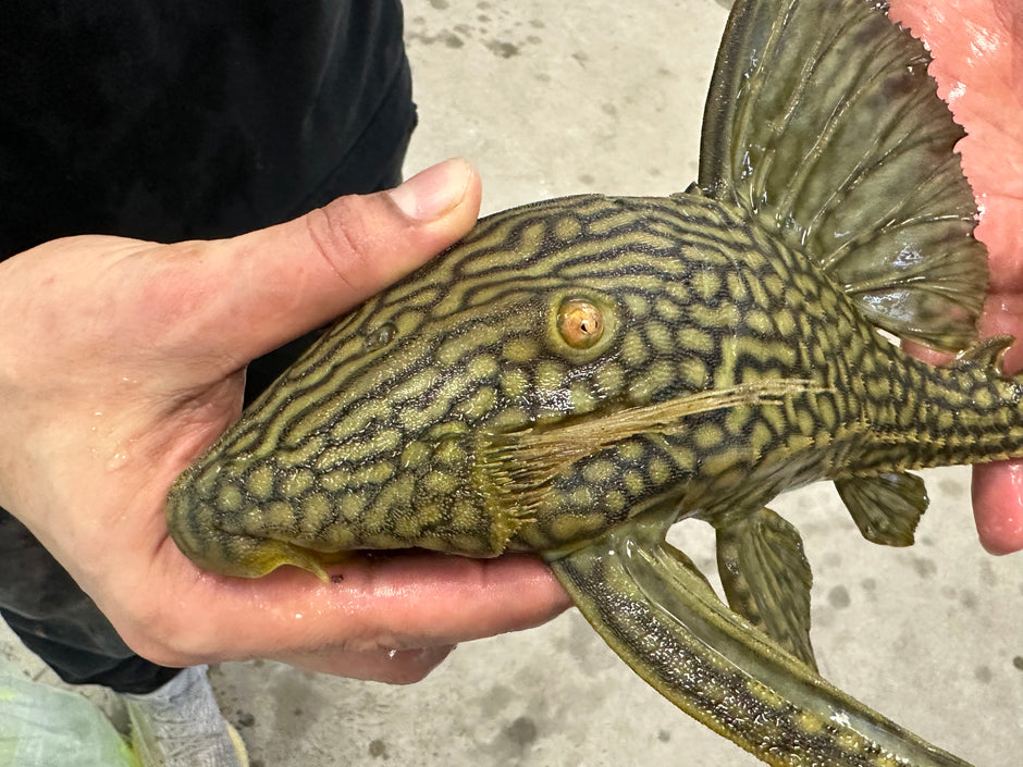 Freshwater Full Available Stock – Global Fish Co.