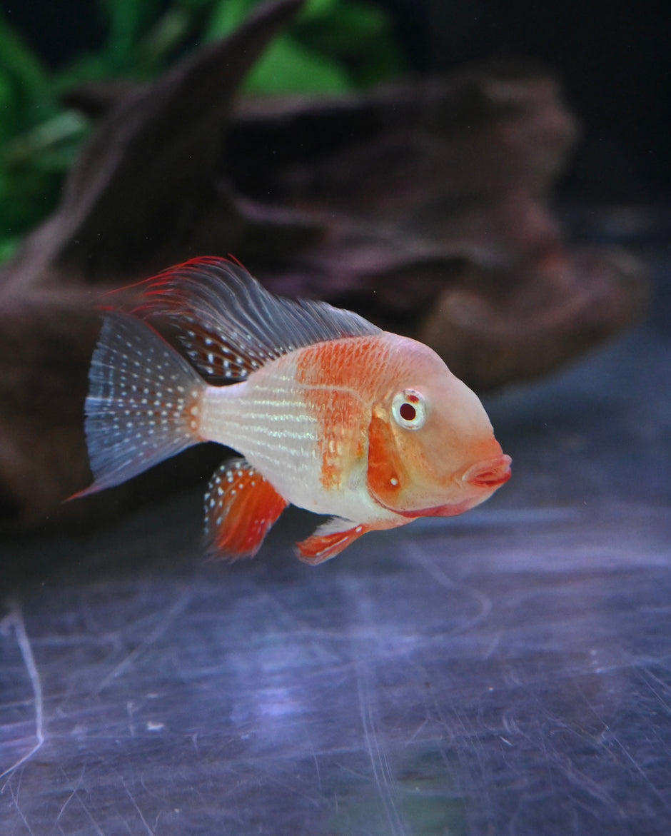 Cichlids – Global Fish Co.