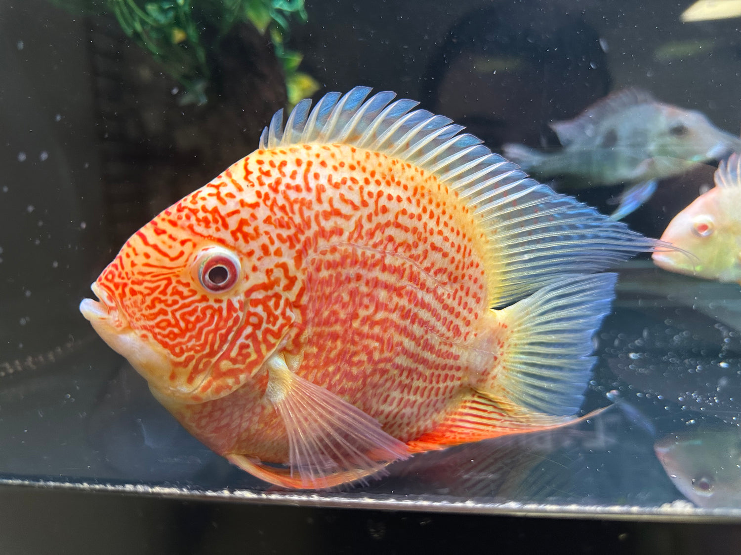 Jumbo Red Severum (7”+) – Global Fish Co.