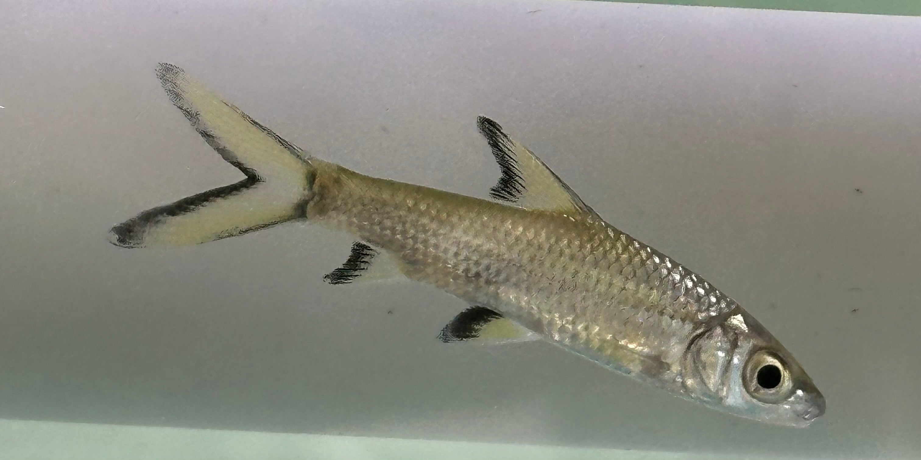 Bala Shark (2”) – Global Fish Co.