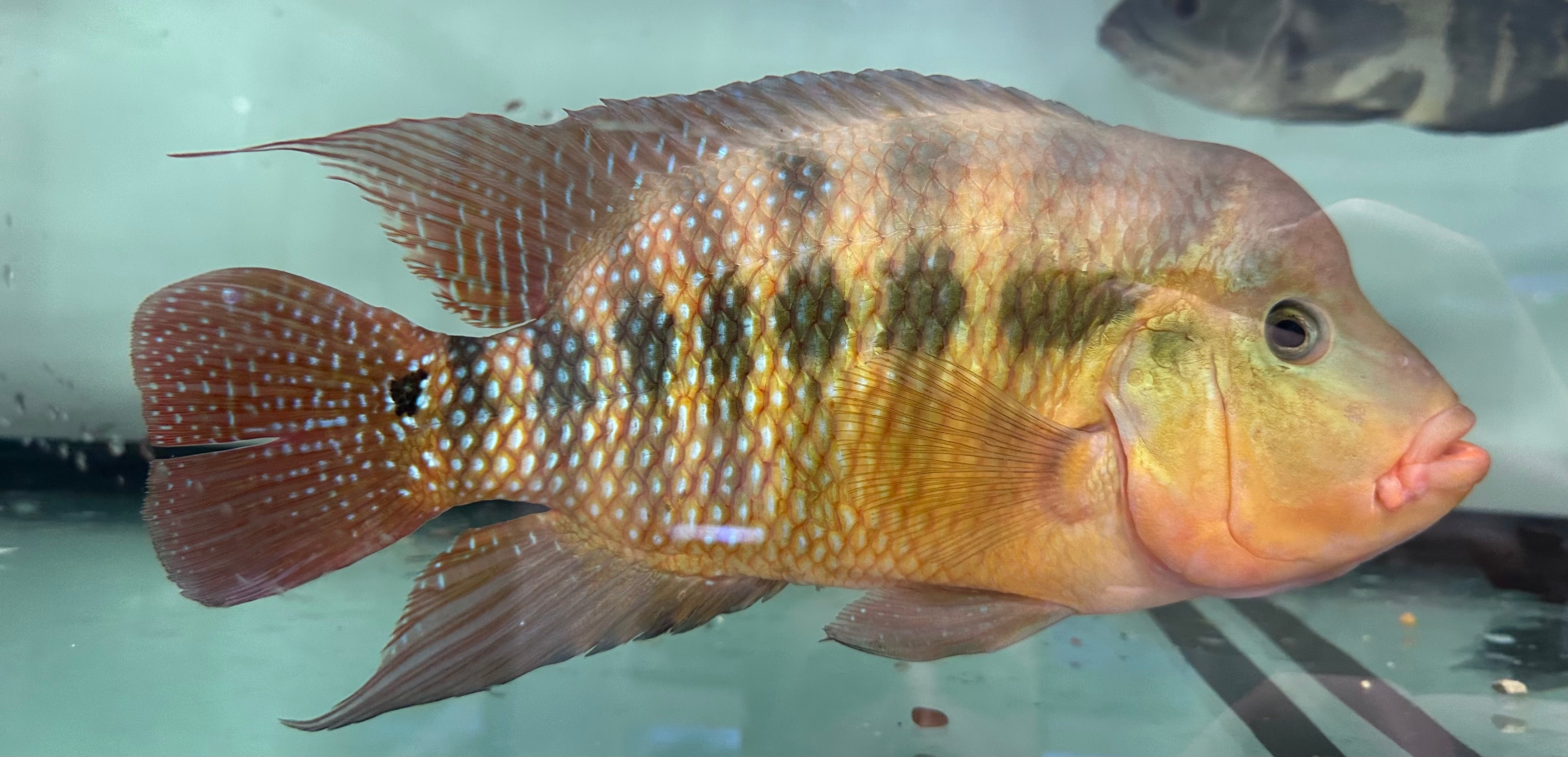 Jumbo Male Red Terror Festae Cichlid (12-13”) – Global Fish Co.