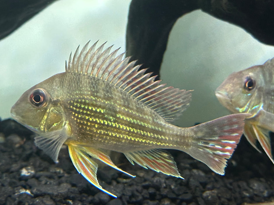 New Arrivals – Global Fish Co.