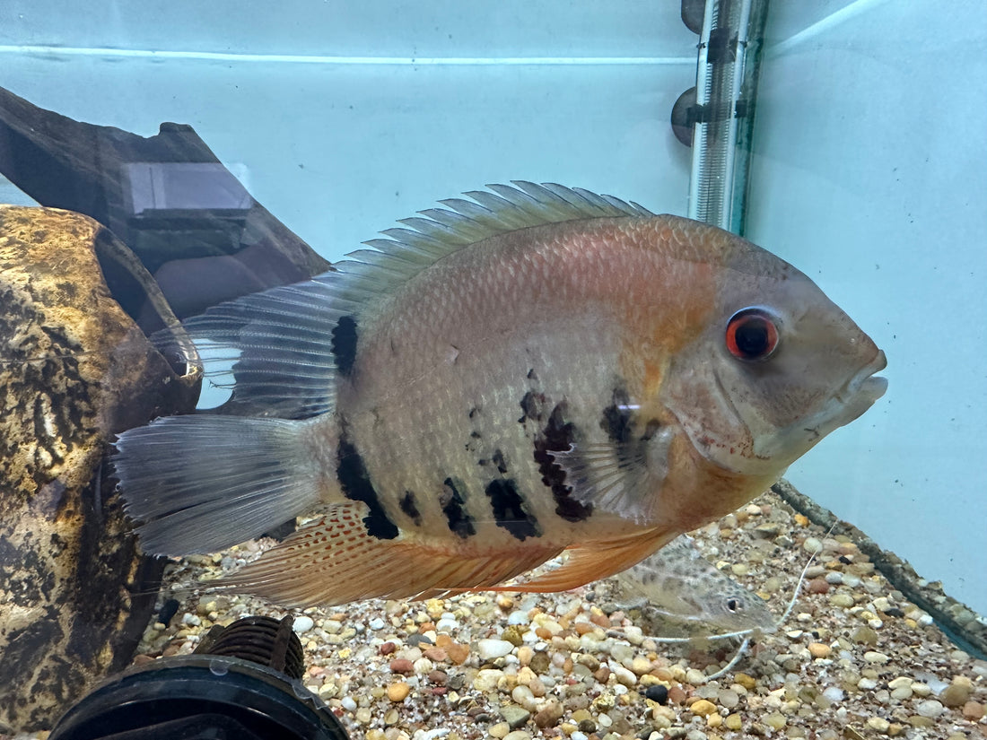 Freshwater Full Available Stock – Global Fish Co.