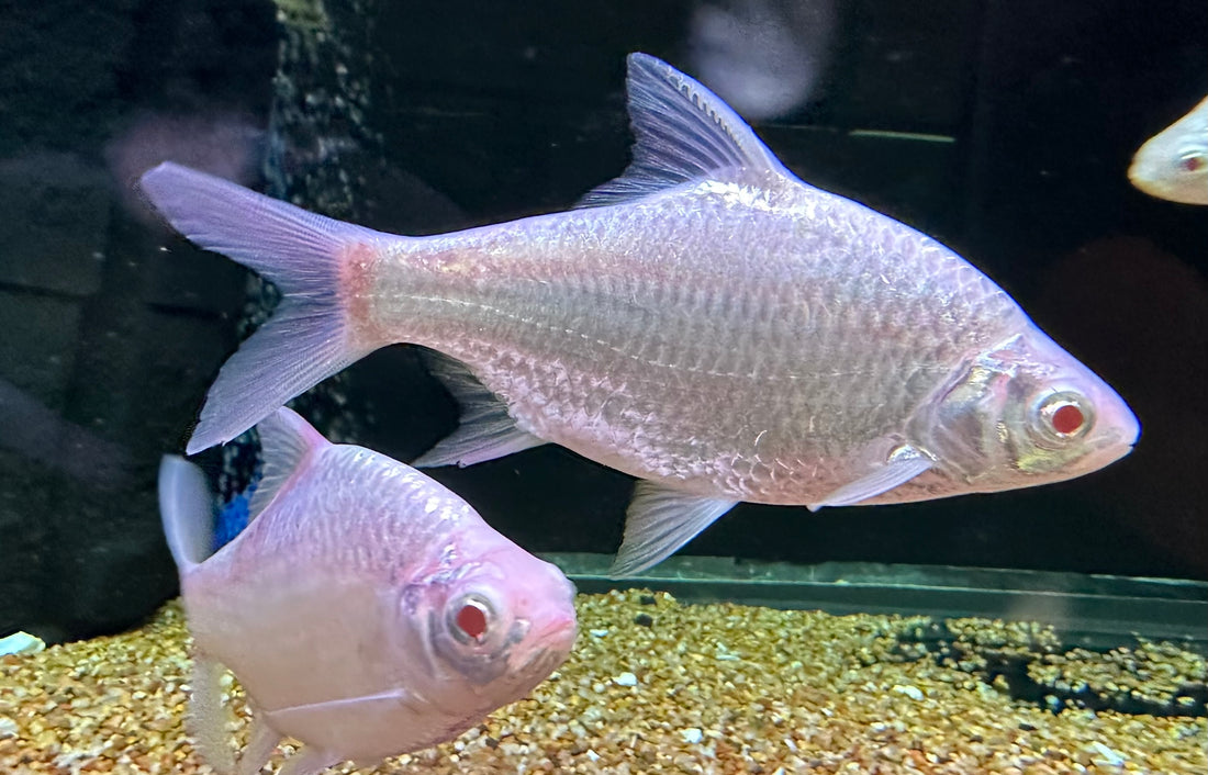 Barbs/Silver Dollars – Global Fish Co.