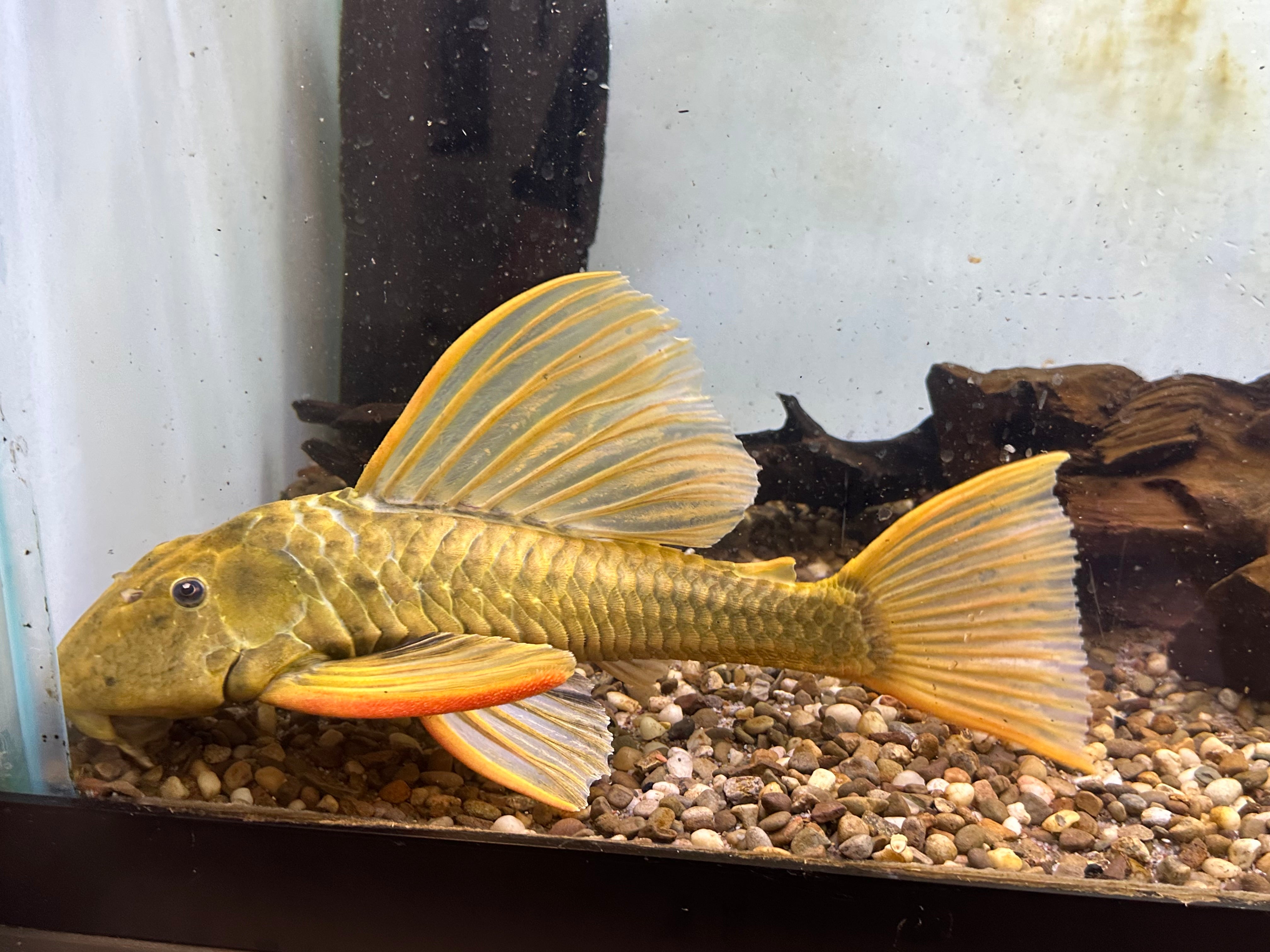 Phase III Luteus Pleco (12-13”) – Global Fish Co.