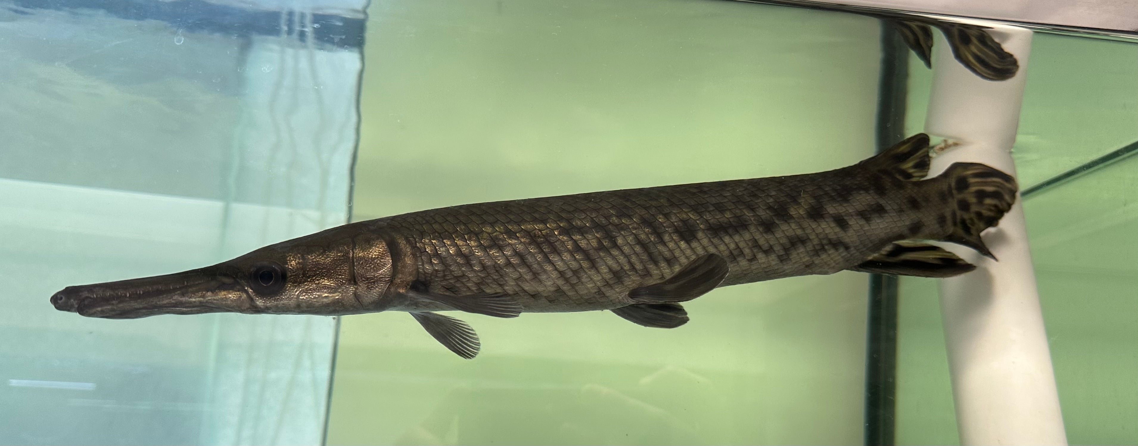 LARGE Alligator Gar (18”) – Global Fish Co.