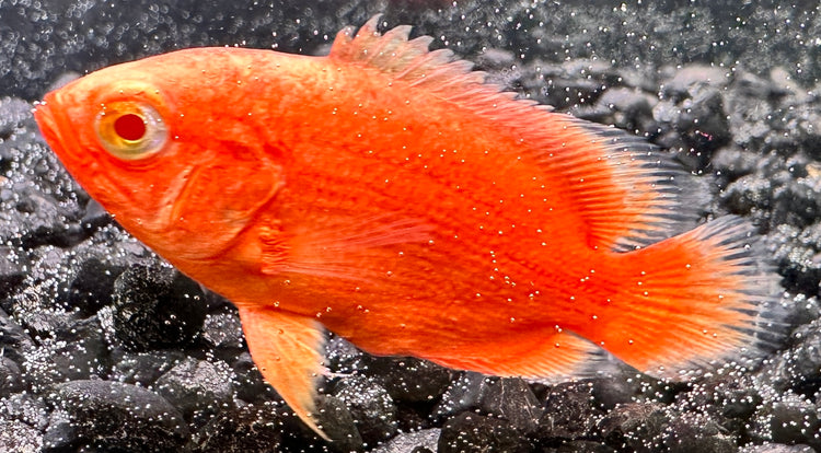 Full Available Stock – Global Fish Co.