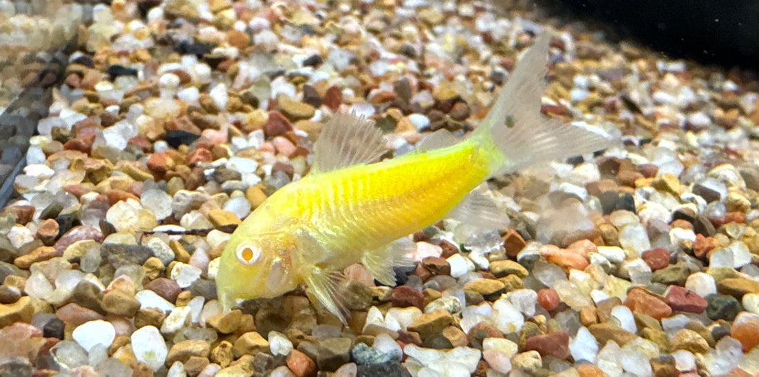 Full Available Stock – Page 2 – Global Fish Co.