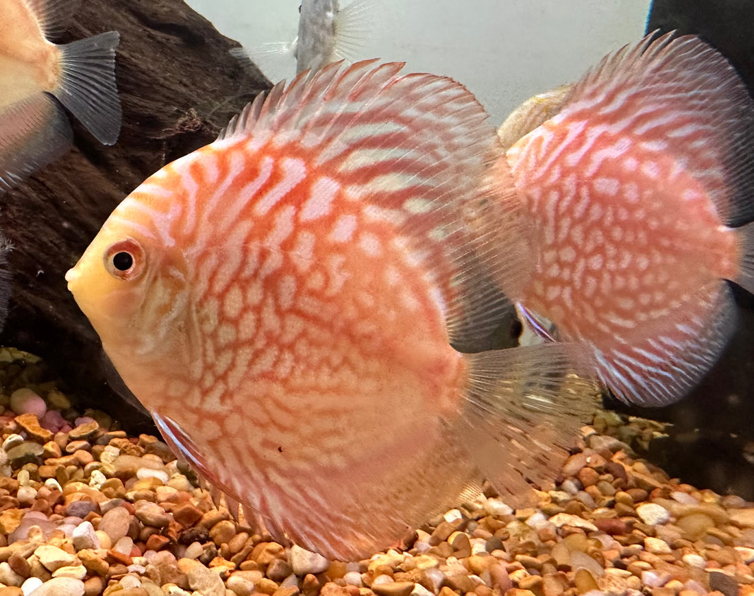 Discus – Global Fish Co.