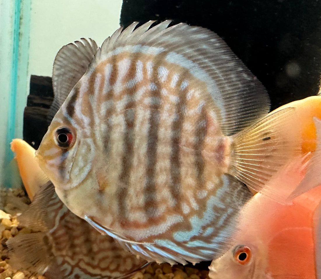 Discus – Global Fish Co.