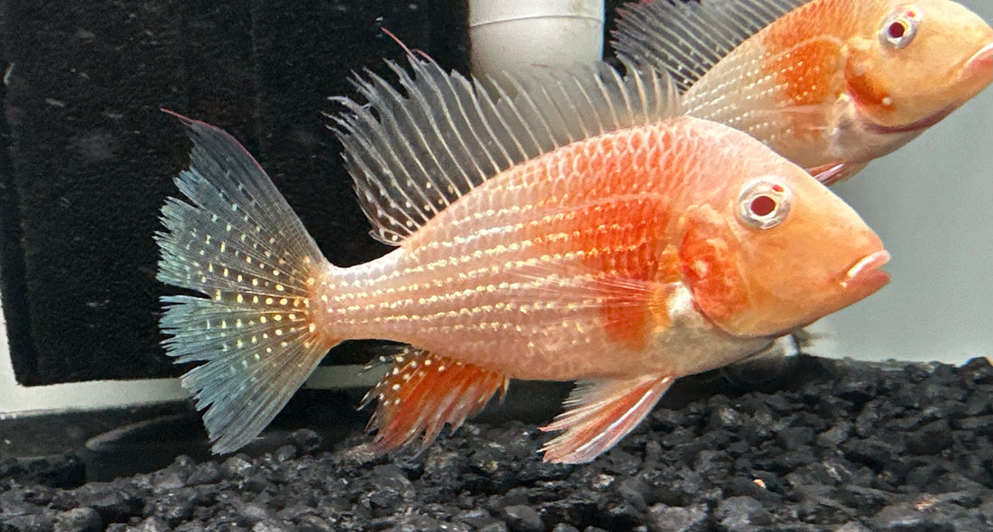 Cichlids – Global Fish Co.