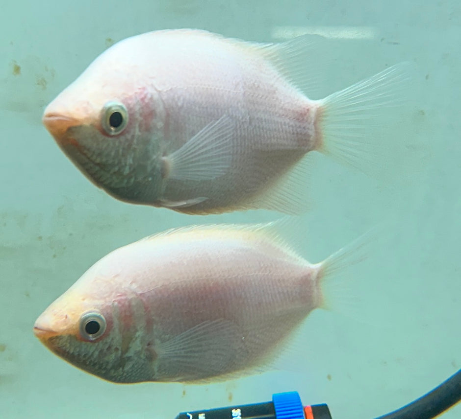 Full Available Stock – Page 2 – Global Fish Co.