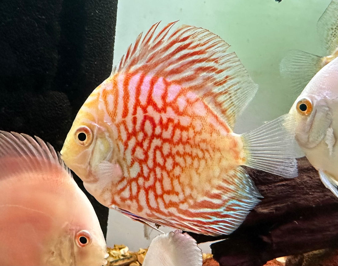 Discus – Global Fish Co.