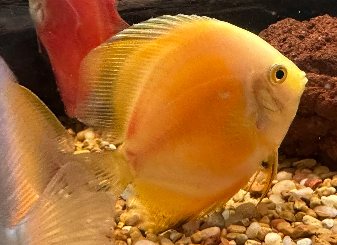 Discus – Global Fish Co.