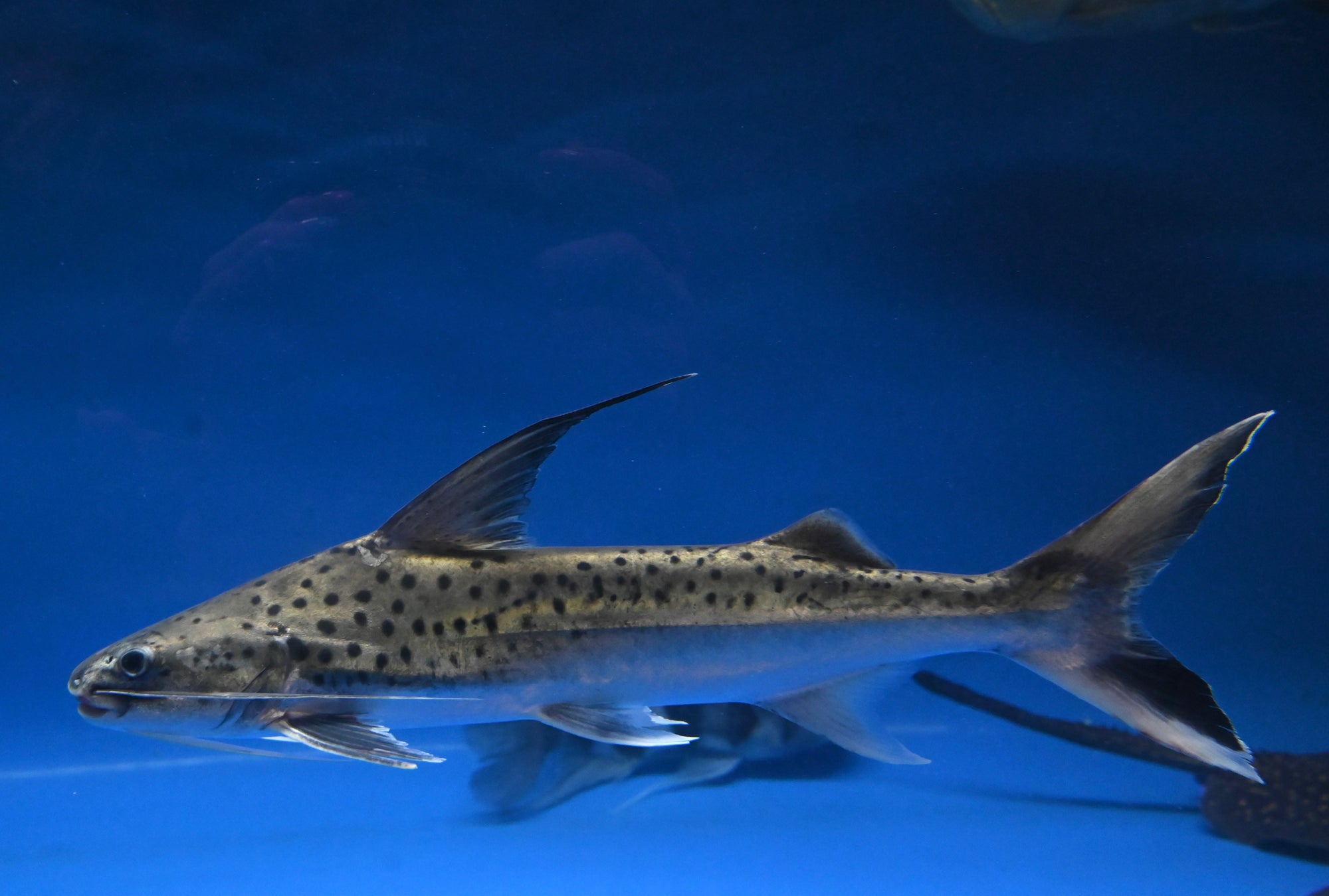 Global Fish Co.