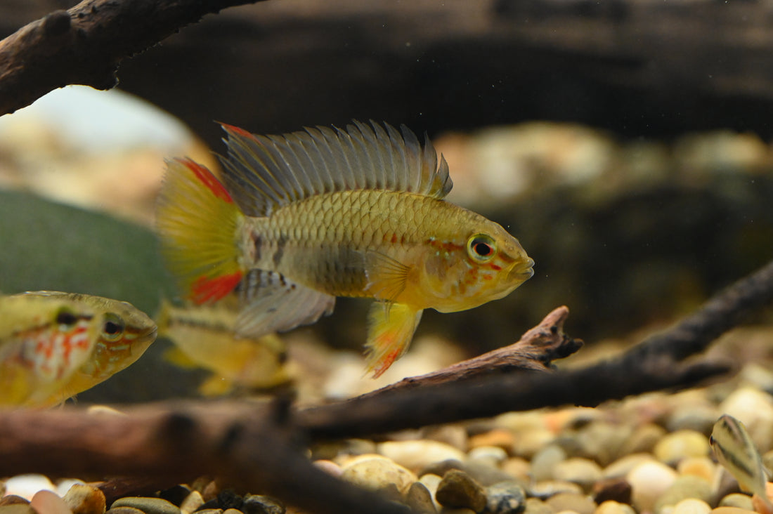 Global Fish Co.