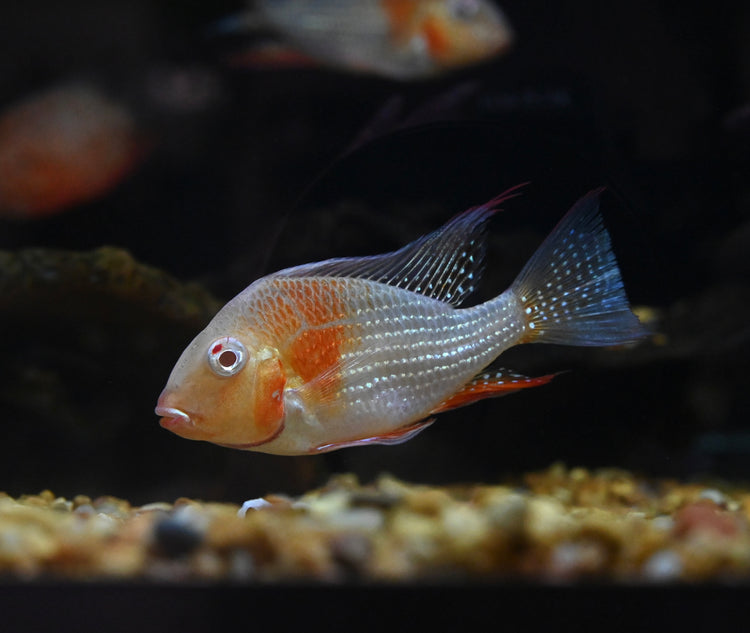 Global Fish Co.