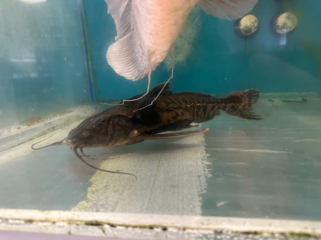 Full Available Stock – Page 2 – Global Fish Co.