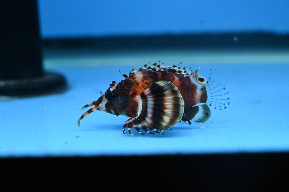 Saltwater Fish – Global Fish Co.