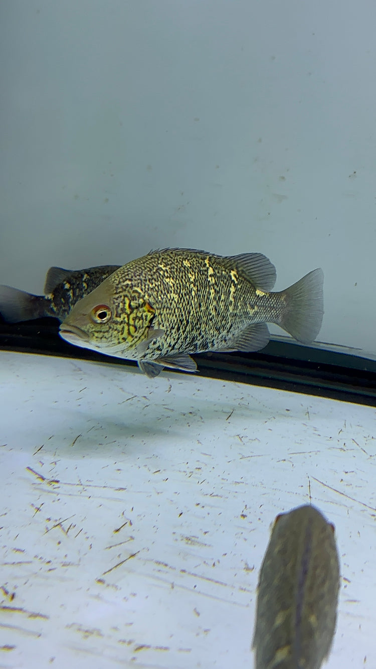 Freshwater Full Available Stock – Page 3 – Global Fish Co.
