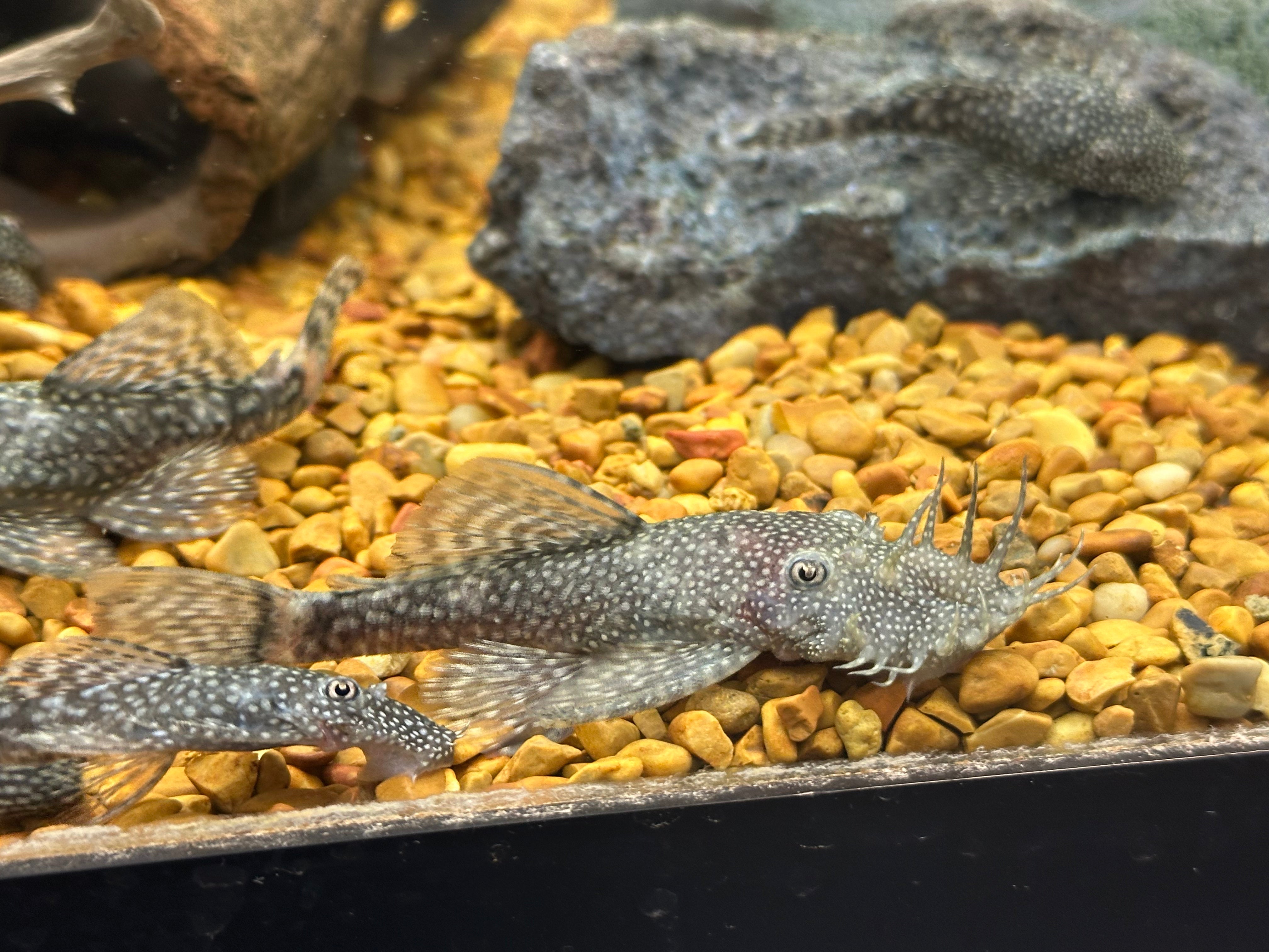 Male Bushynose Pleco (3”) – Global Fish Co.