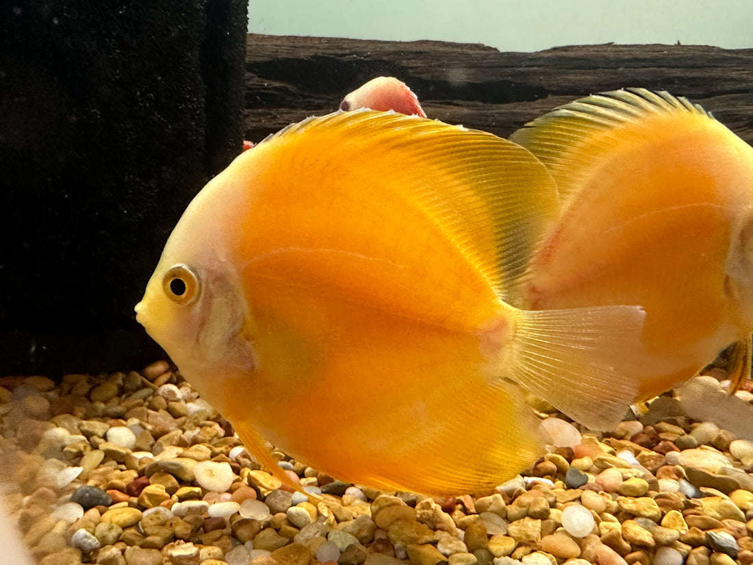 Discus – Global Fish Co.
