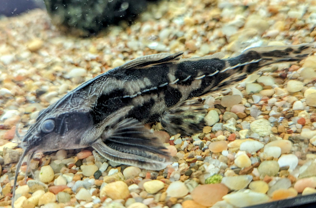 Catfish – Global Fish Co.