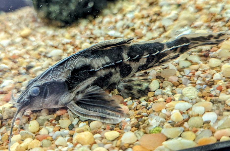 Catfish – Global Fish Co.