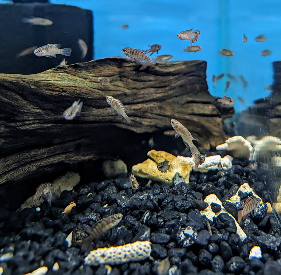 Tetra/Nano – Global Fish Co.