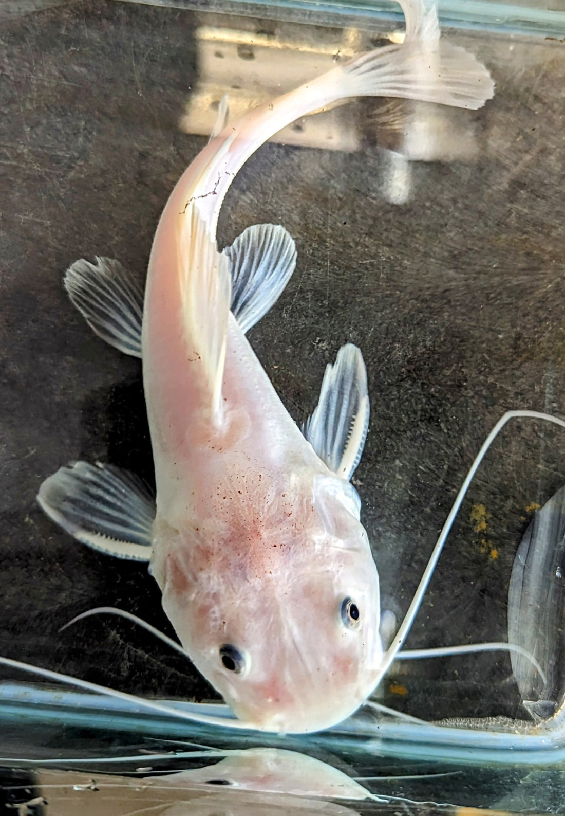 Full Available Stock – Page 2 – Global Fish Co.