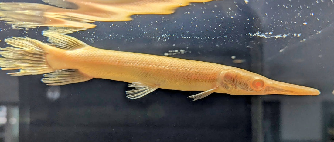 Arowana/Gar – Global Fish Co.