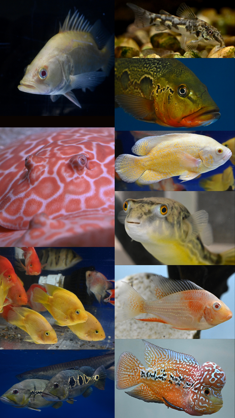 Global Fish Co.