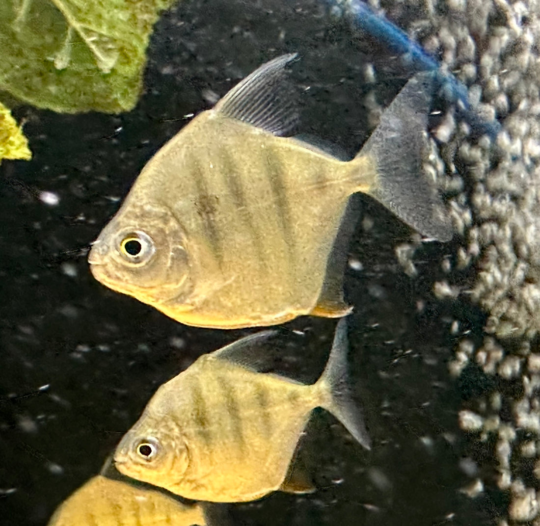 Barbs/Silver Dollars – Global Fish Co.