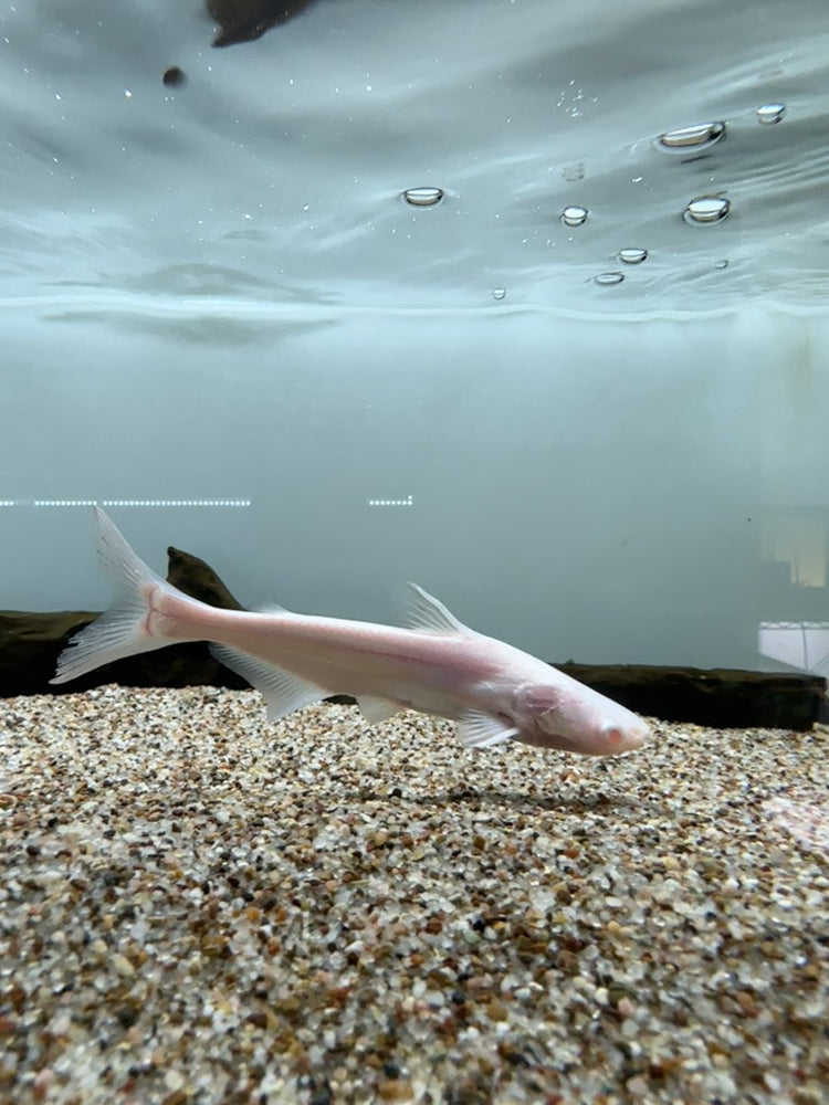 Catfish – Global Fish Co.