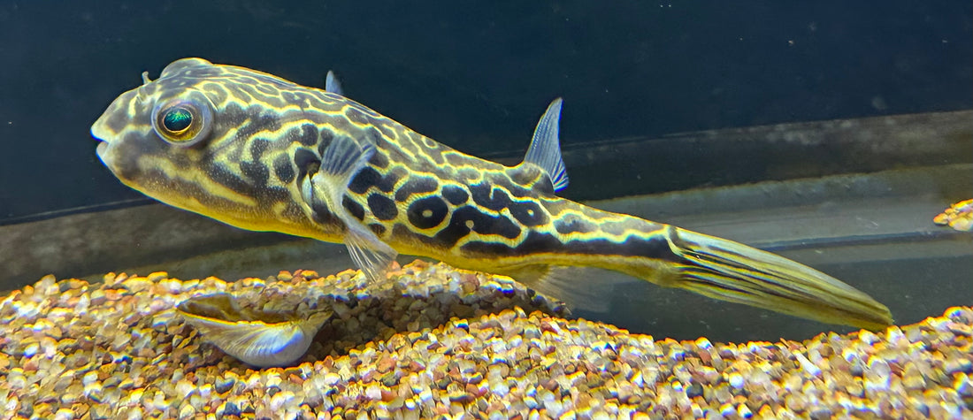 Pufferfish – Global Fish Co.